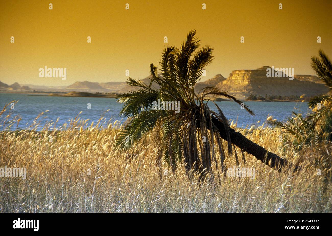 the Landscape and nature of the Oasis and village of Siwa in the lybian ...