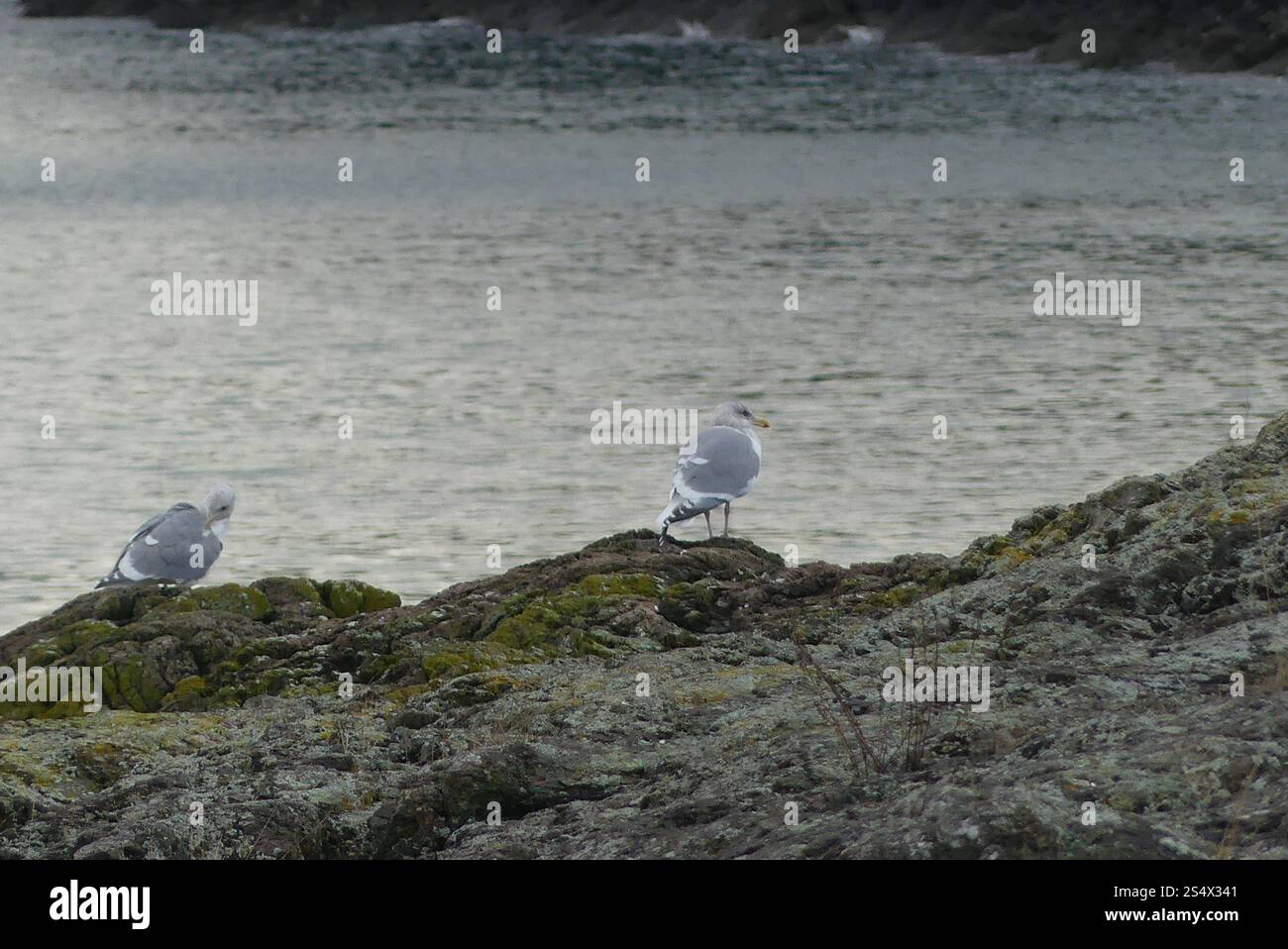 Large White-headed Gulls (Larus Stock Photo - Alamy
