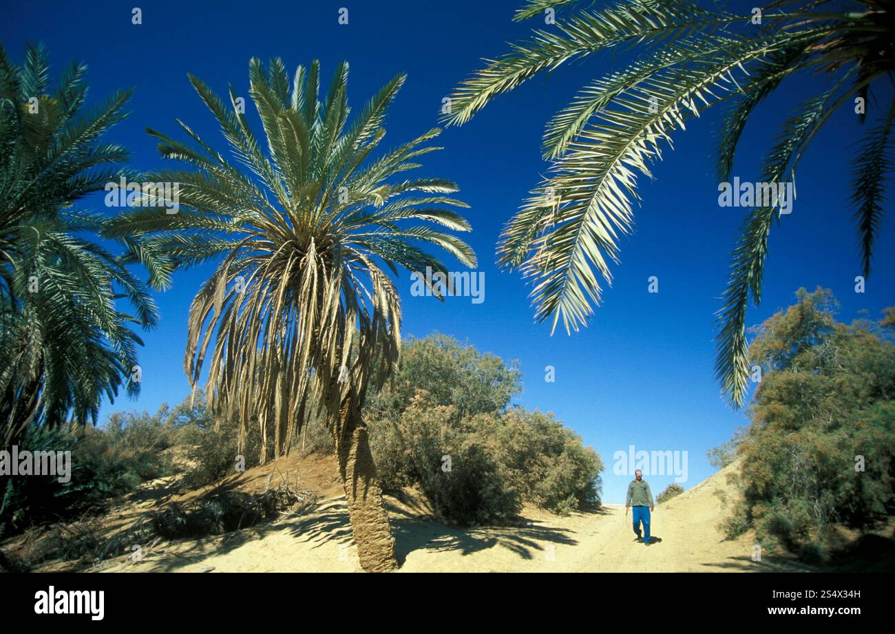 the Landscape and nature of the Oasis and village of Siwa in the lybian ...