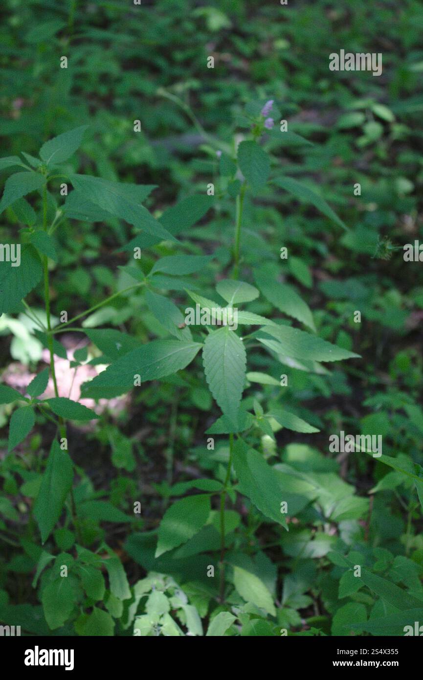 Common hemp-nettle (Galeopsis tetrahit Stock Photo - Alamy