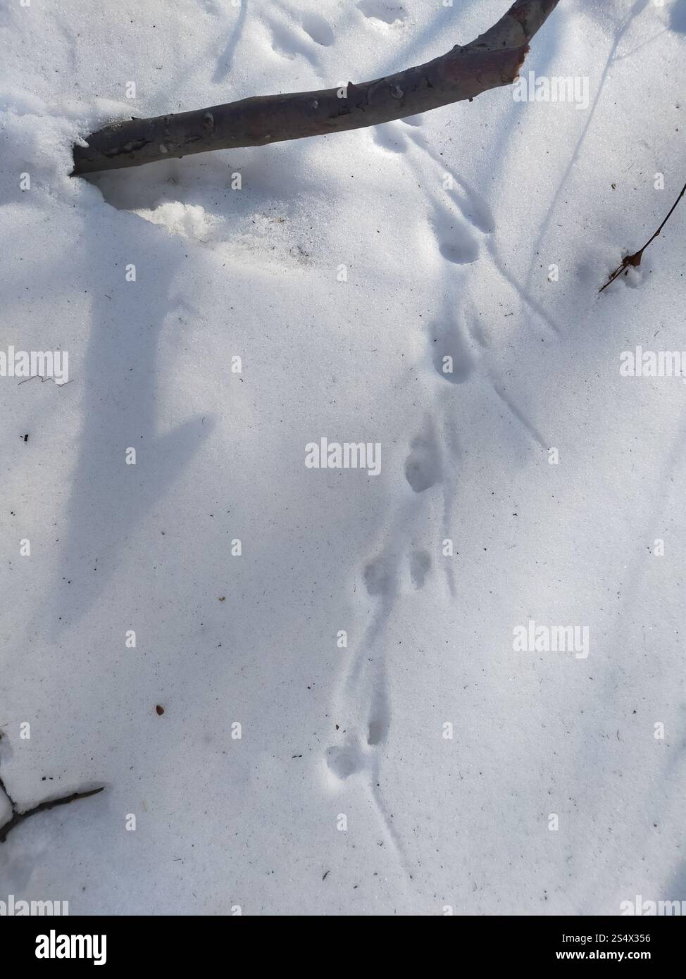Striped Field Mouse (Apodemus agrarius Stock Photo - Alamy