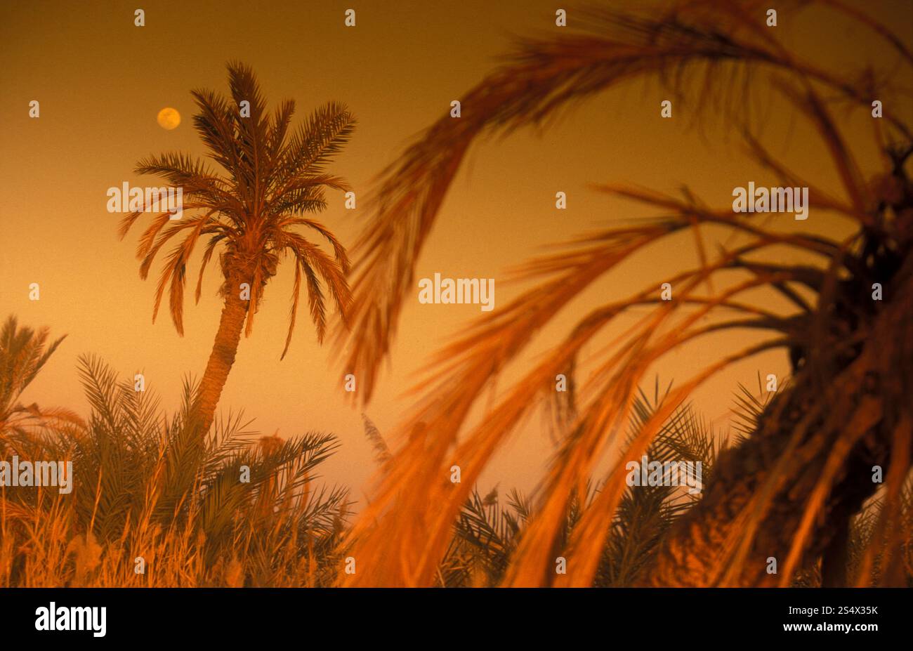 the Landscape and nature of the Oasis and village of Siwa in the lybian ...