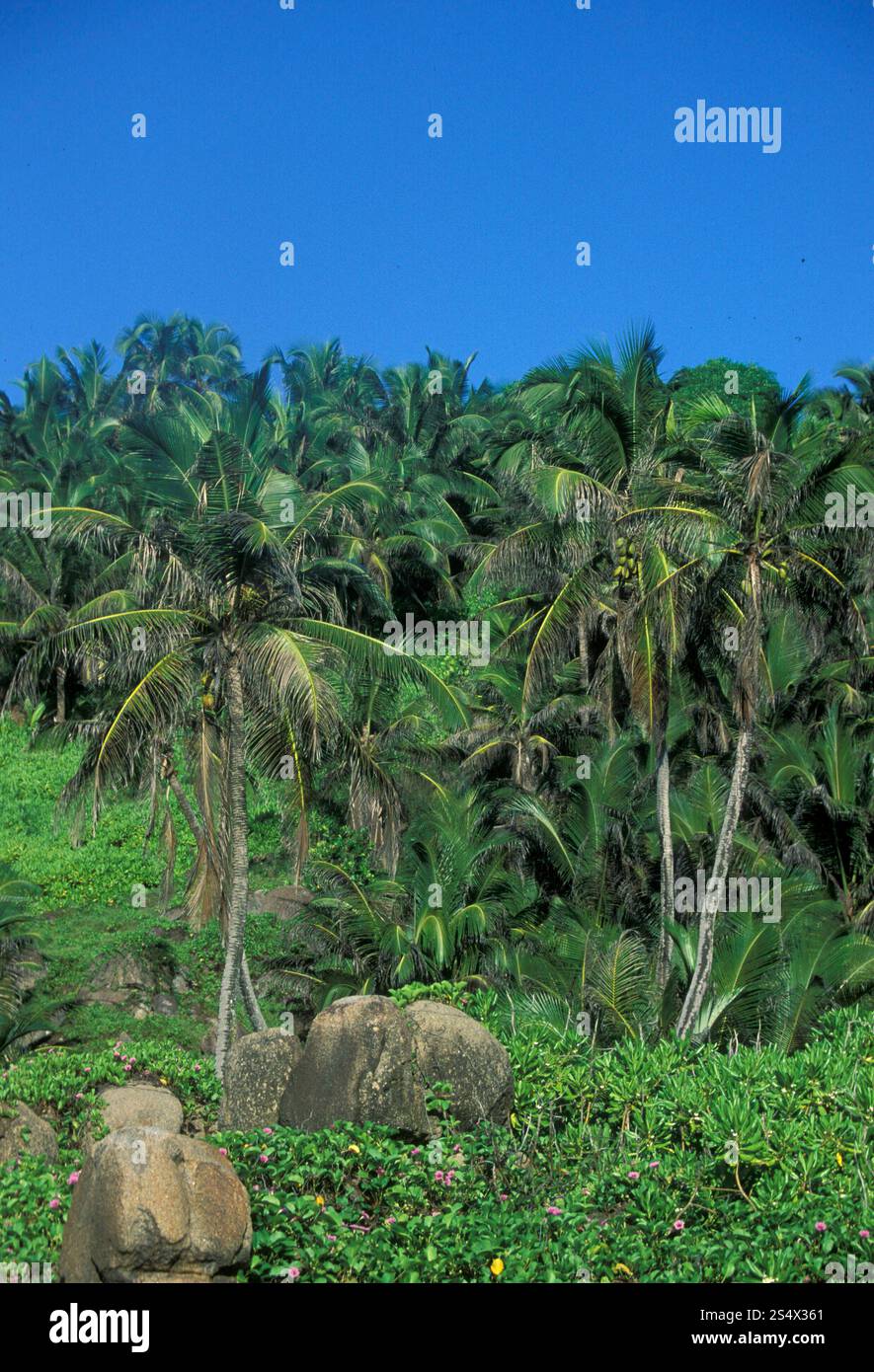 cocosnut trees on a Beach on the coast if the Island La Digue of the ...