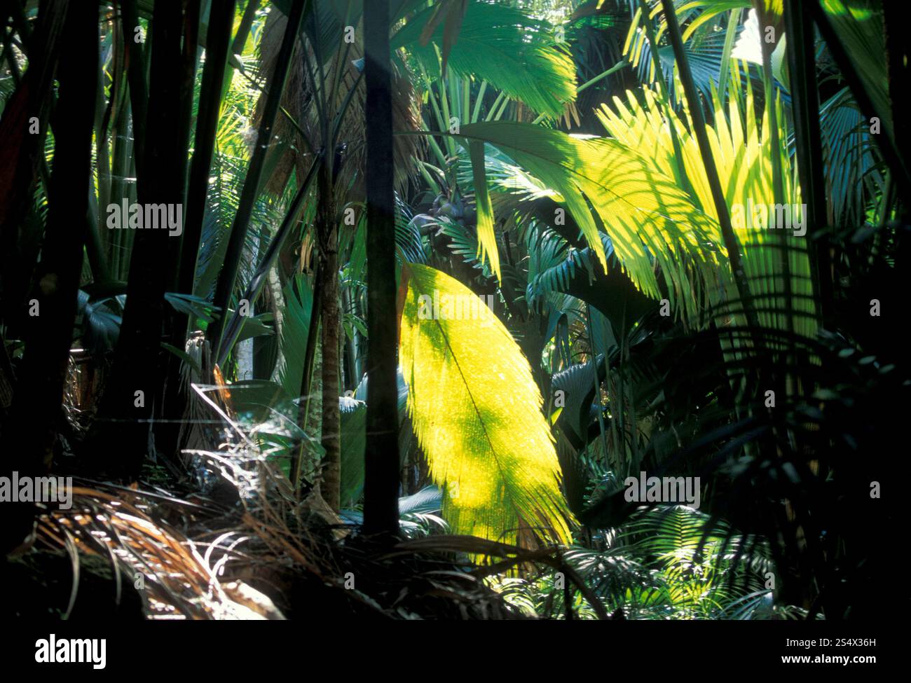 the Vallee de mai Natural park on the Island Praslin of the seychelles ...