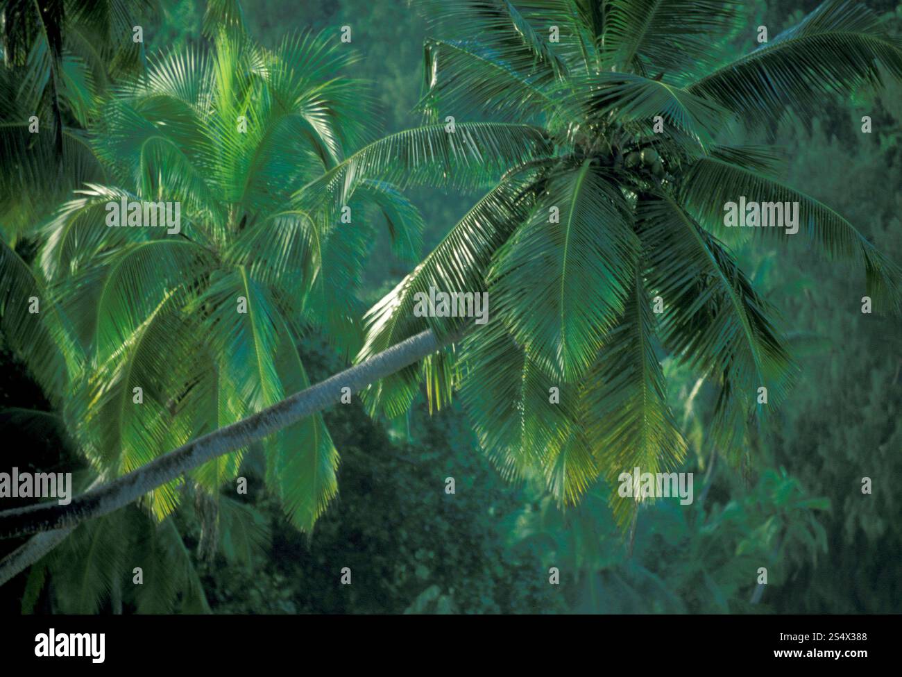 cocosnut trees on a Beach on the coast if the Island La Digue of the ...
