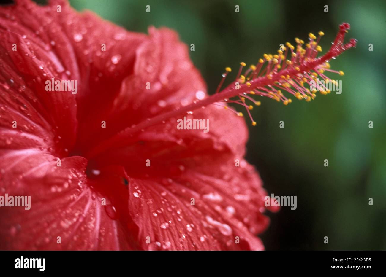 tropical flowers on the Island Mahe of the seychelles islands in the ...