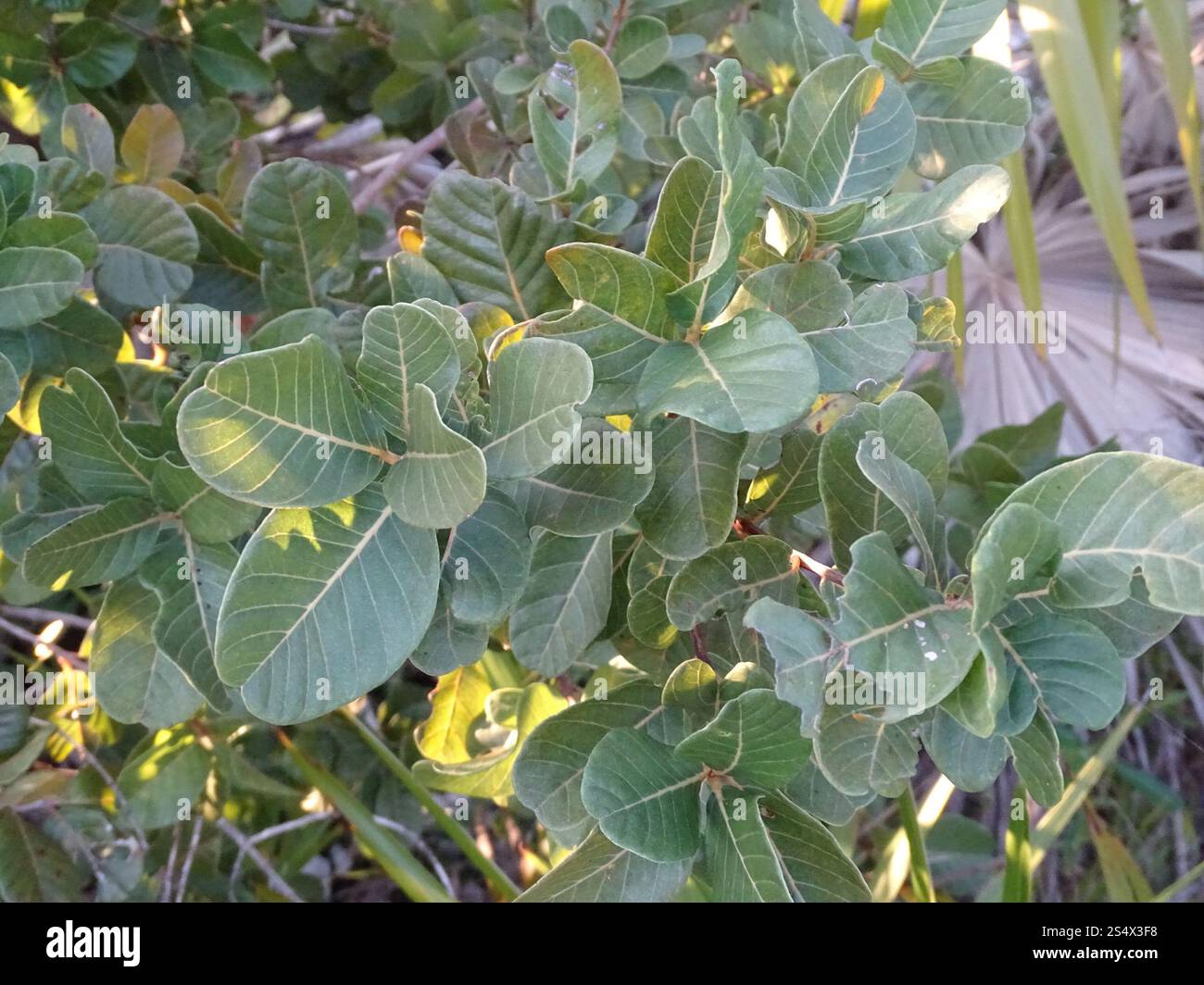 Smooth Devil's Claws (Pisonia rotundata Stock Photo - Alamy
