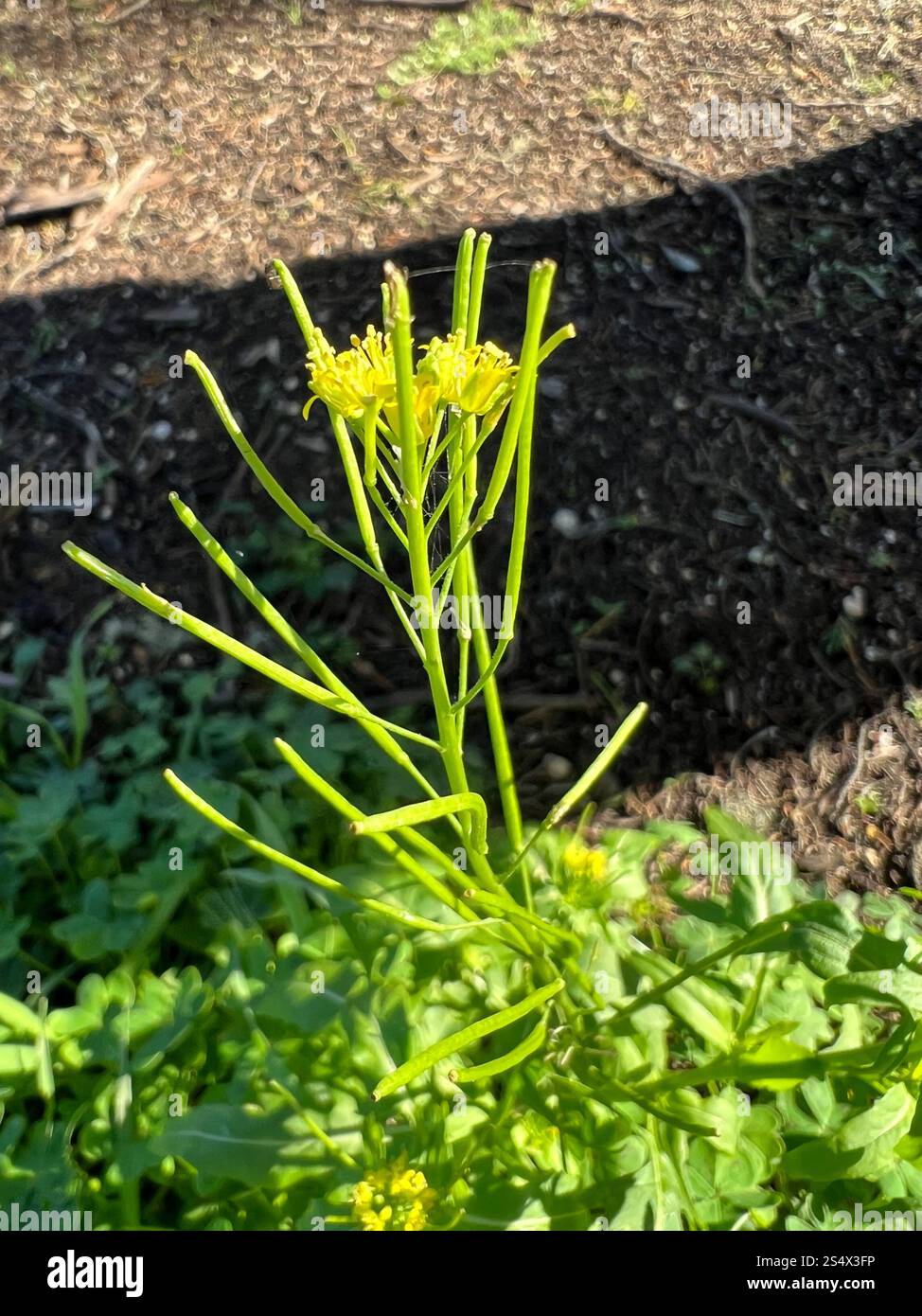 London rocket (Sisymbrium irio Stock Photo - Alamy