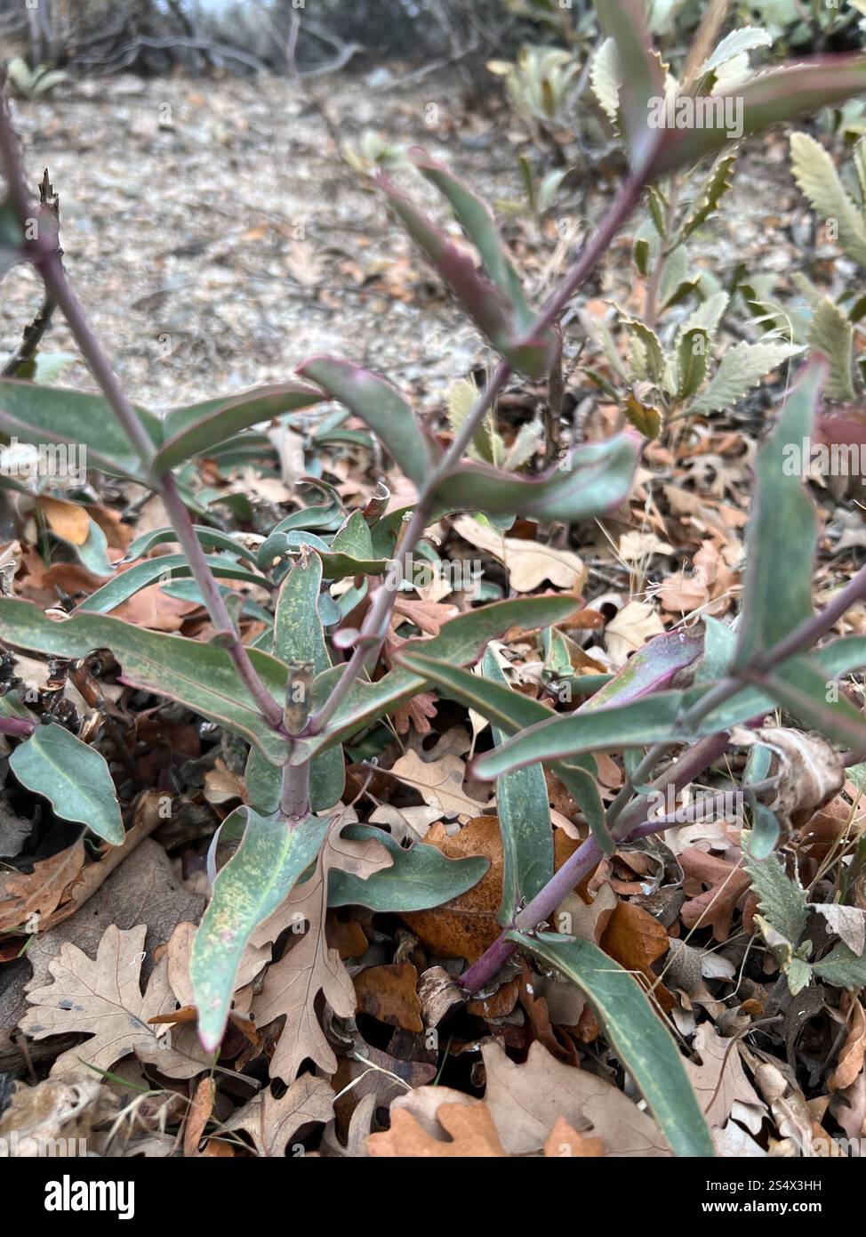 scarlet bugler (Penstemon centranthifolius Stock Photo - Alamy