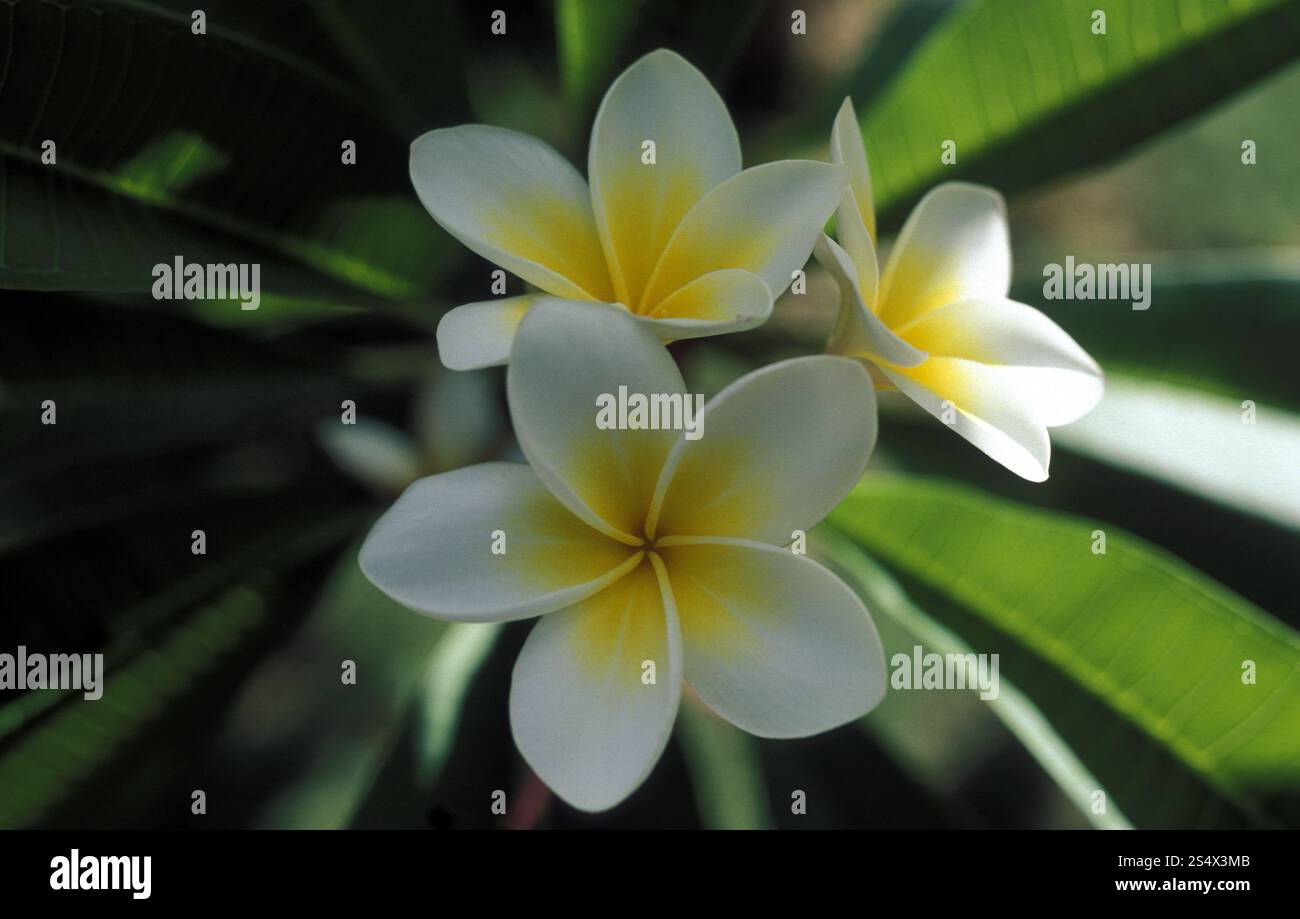 flowers in the botanical gardens of Pamplemousses on the island of ...