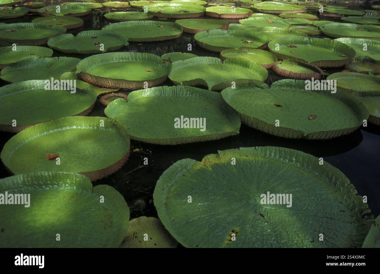 the botanical gardens of Pamplemousses on the island of Mauritius in ...