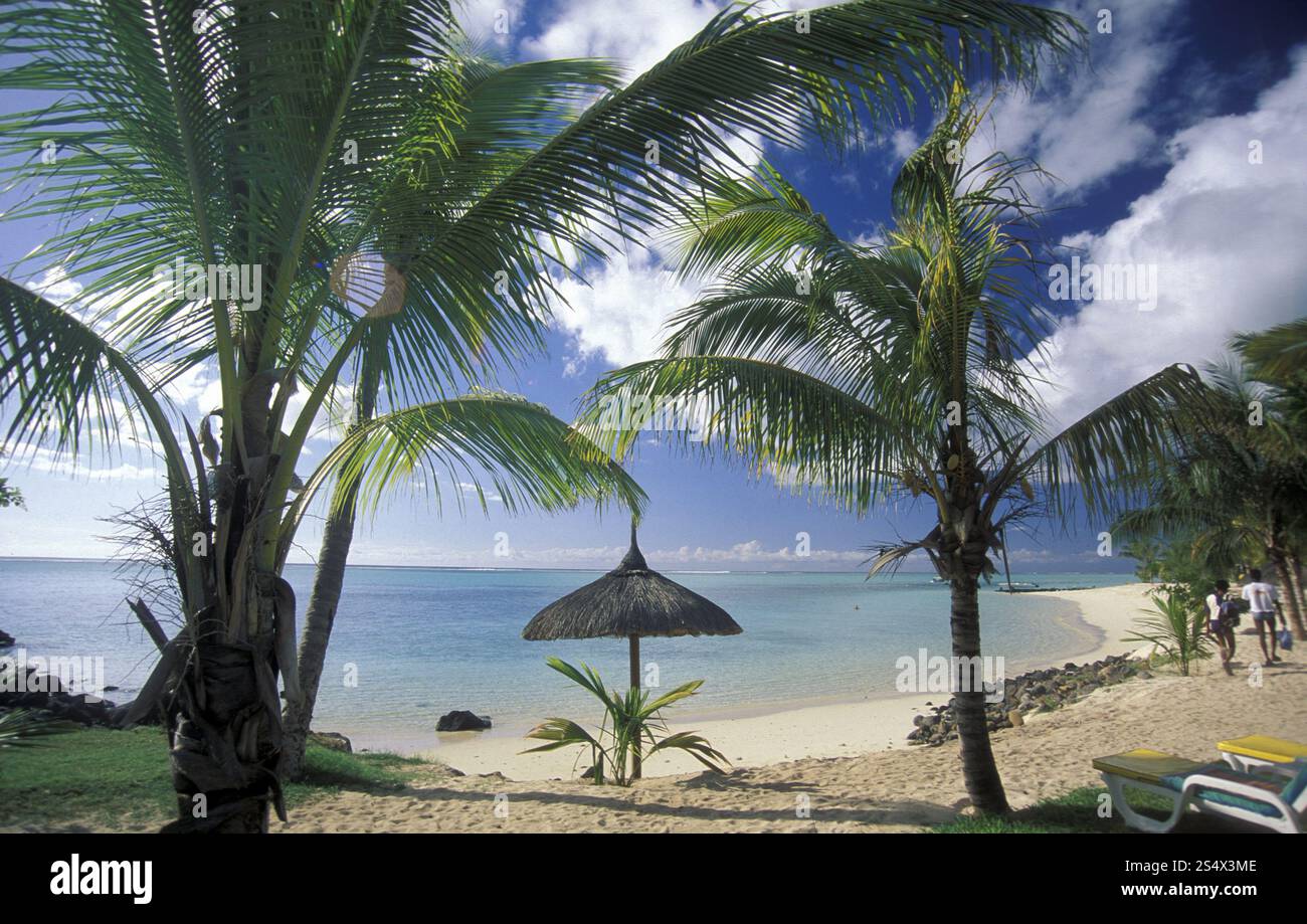 palmtrees on a beach on the island of Mauritius in the indian ocean ...