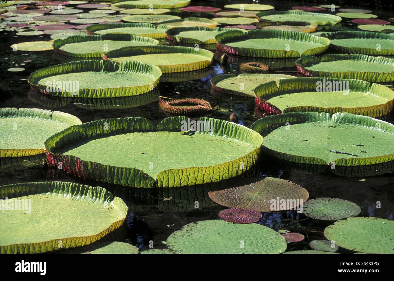 the botanical gardens of Pamplemousses on the island of Mauritius in ...