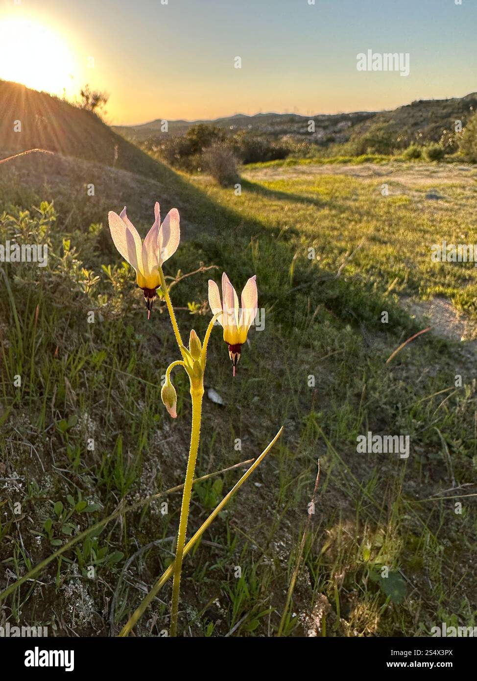 Padre's Shooting Star (Primula clevelandii Stock Photo - Alamy