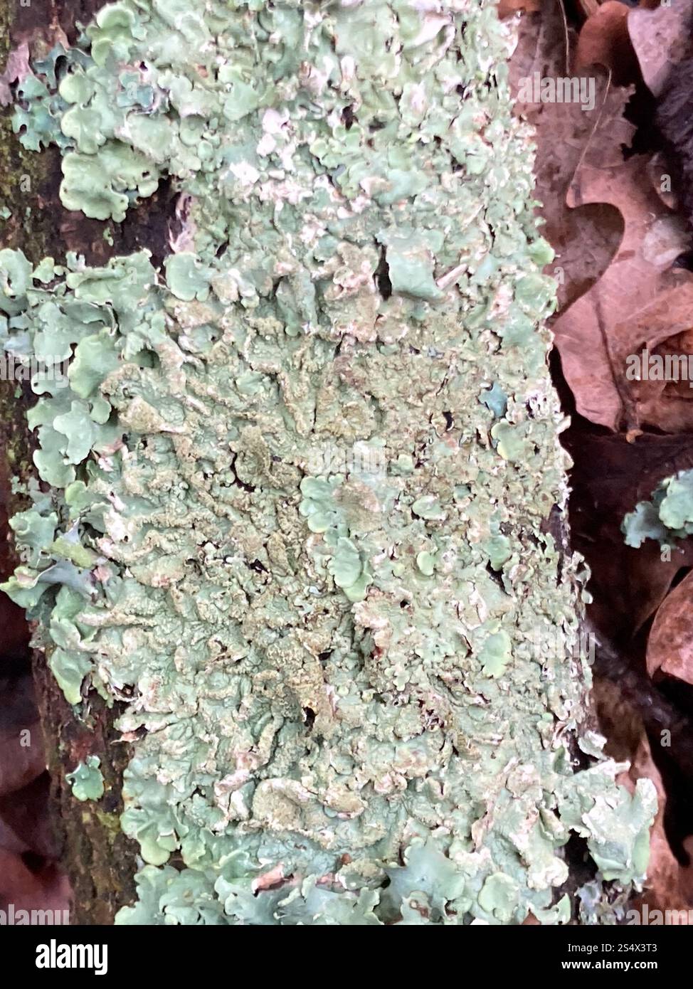 common greenshield lichen (Flavoparmelia caperata Stock Photo - Alamy