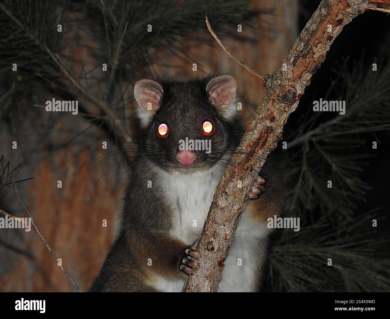 Common Ring-tailed Possum (Pseudocheirus peregrinus Stock Photo - Alamy