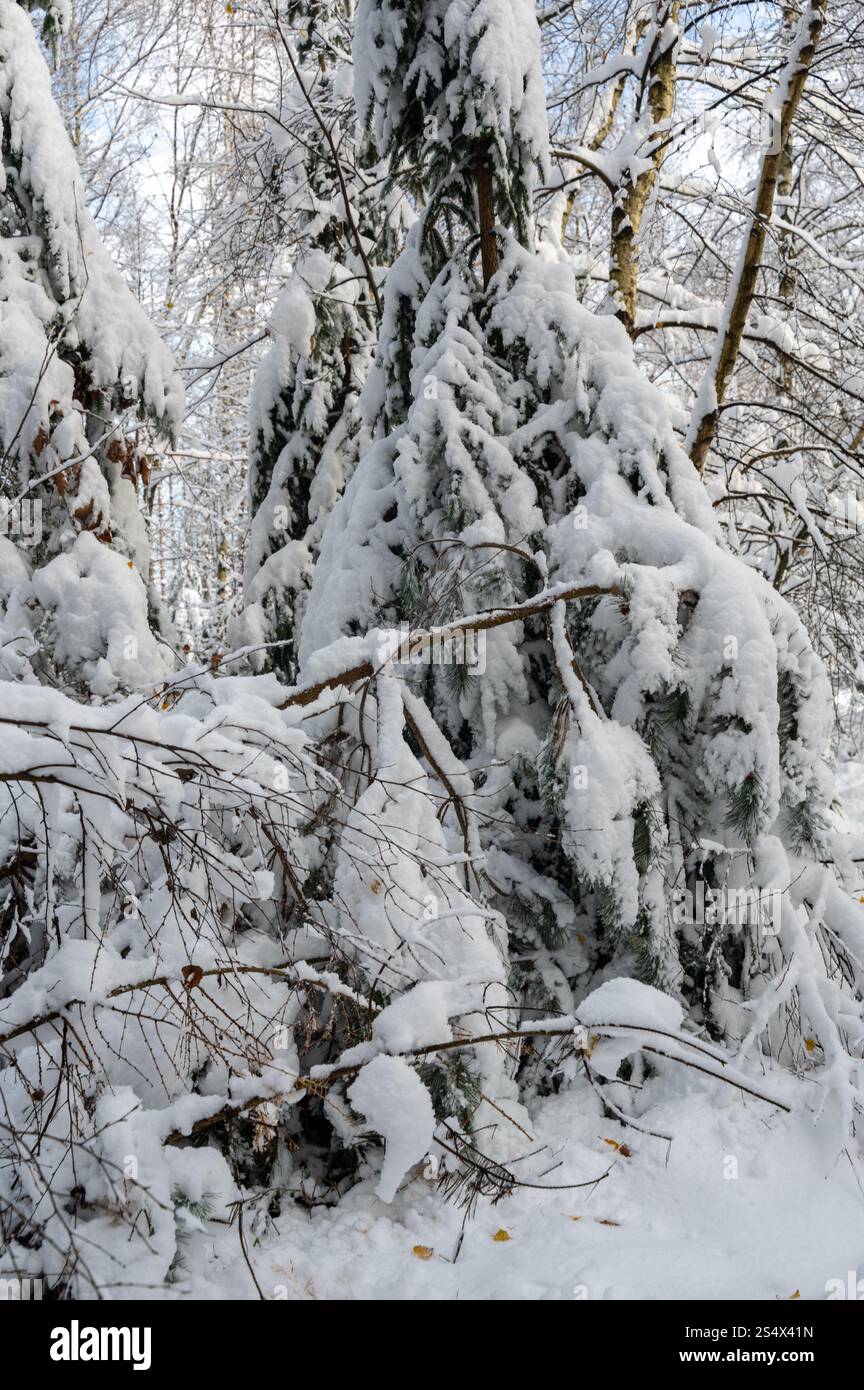 Branches of trees full of snow in a forest Stock Photo - Alamy