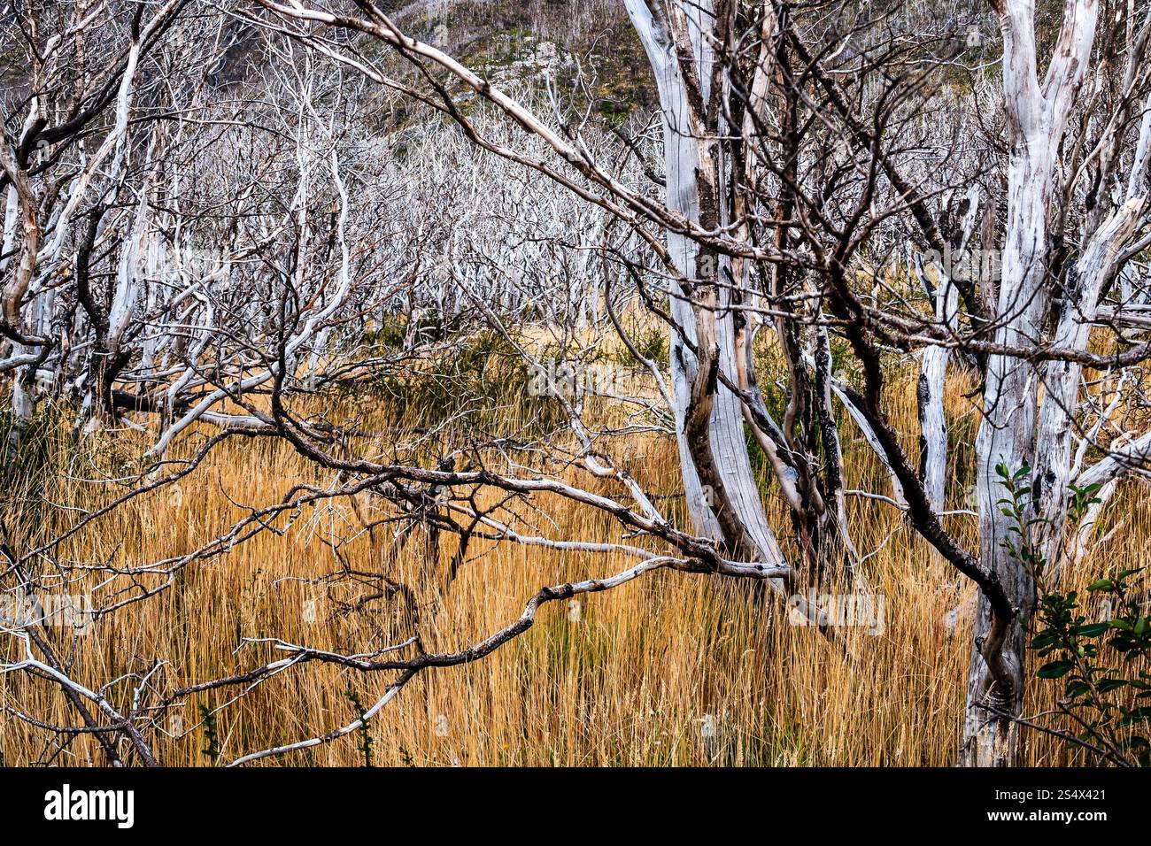 burned area, Valle del Frances, Torres del Paine National Park ...