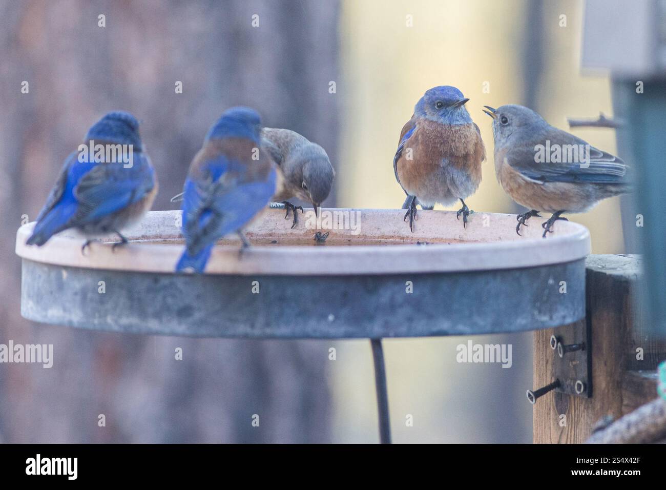 Western Bluebird (Sialia mexicana Stock Photo - Alamy
