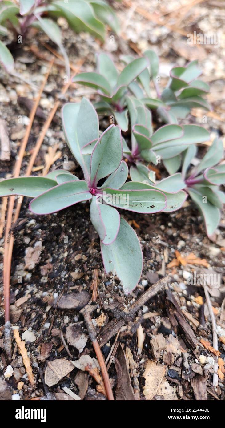 scarlet bugler (Penstemon centranthifolius Stock Photo - Alamy