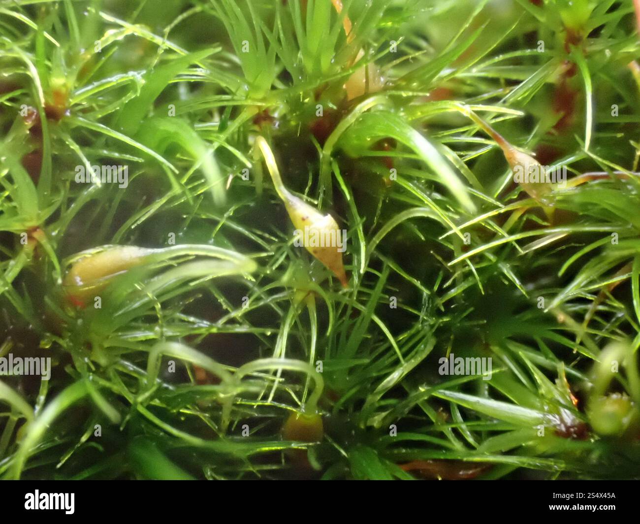 Campylopus flexuosus hi-res stock photography and images - Alamy