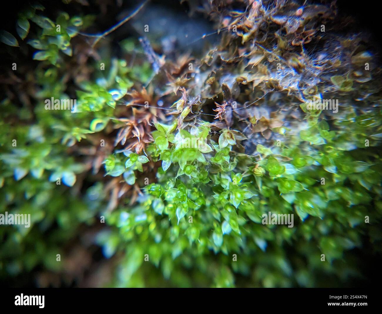 Capillary Thread-moss (Ptychostomum capillare Stock Photo - Alamy
