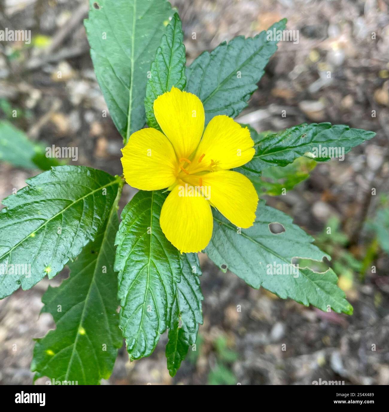 Yellow alder (Turnera ulmifolia Stock Photo - Alamy