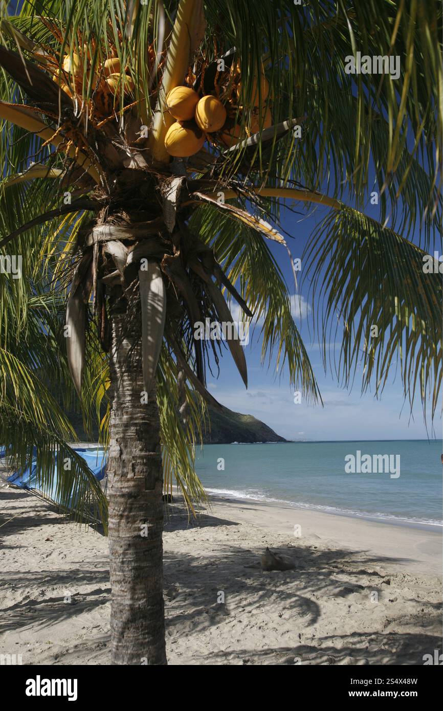 the beach Playa Pedro Gonzalez in the town of Pedro Gonzalaz on the ...