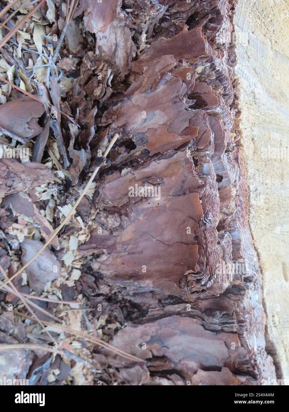 loblolly pine (Pinus taeda Stock Photo - Alamy