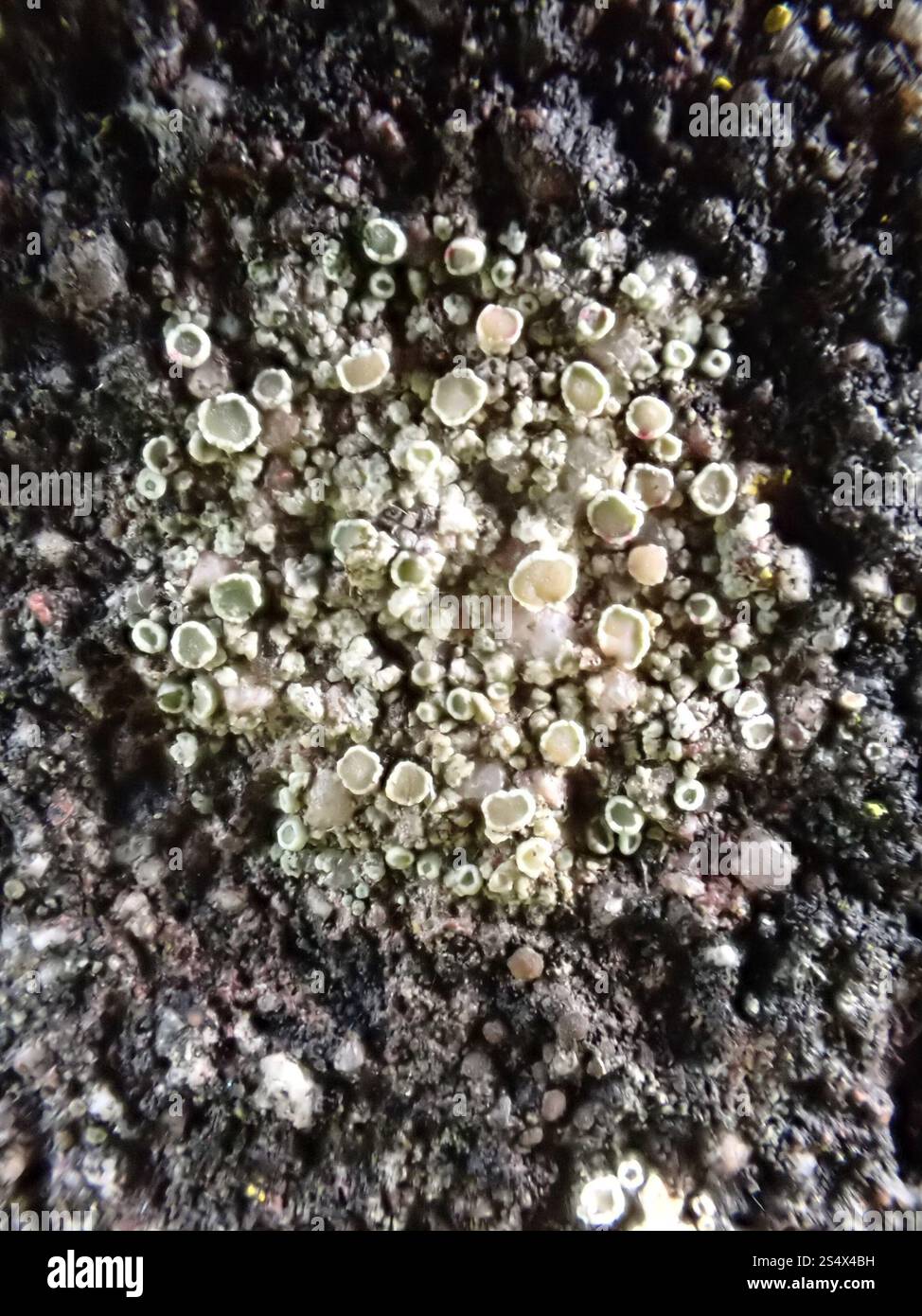 rim lichens, disc lichens, and allies (Lecanoraceae Stock Photo - Alamy