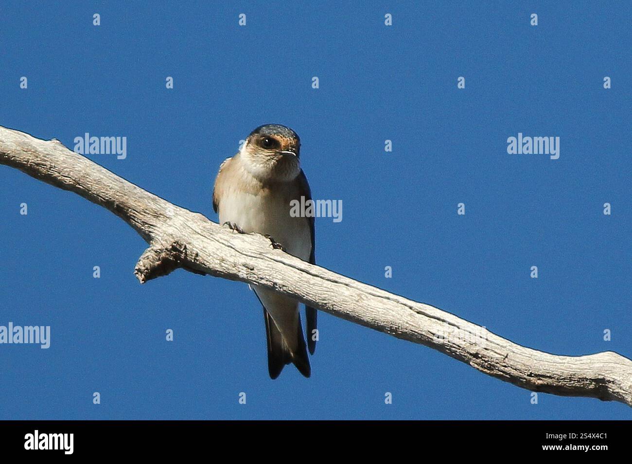 Tree Martin (Petrochelidon nigricans Stock Photo - Alamy