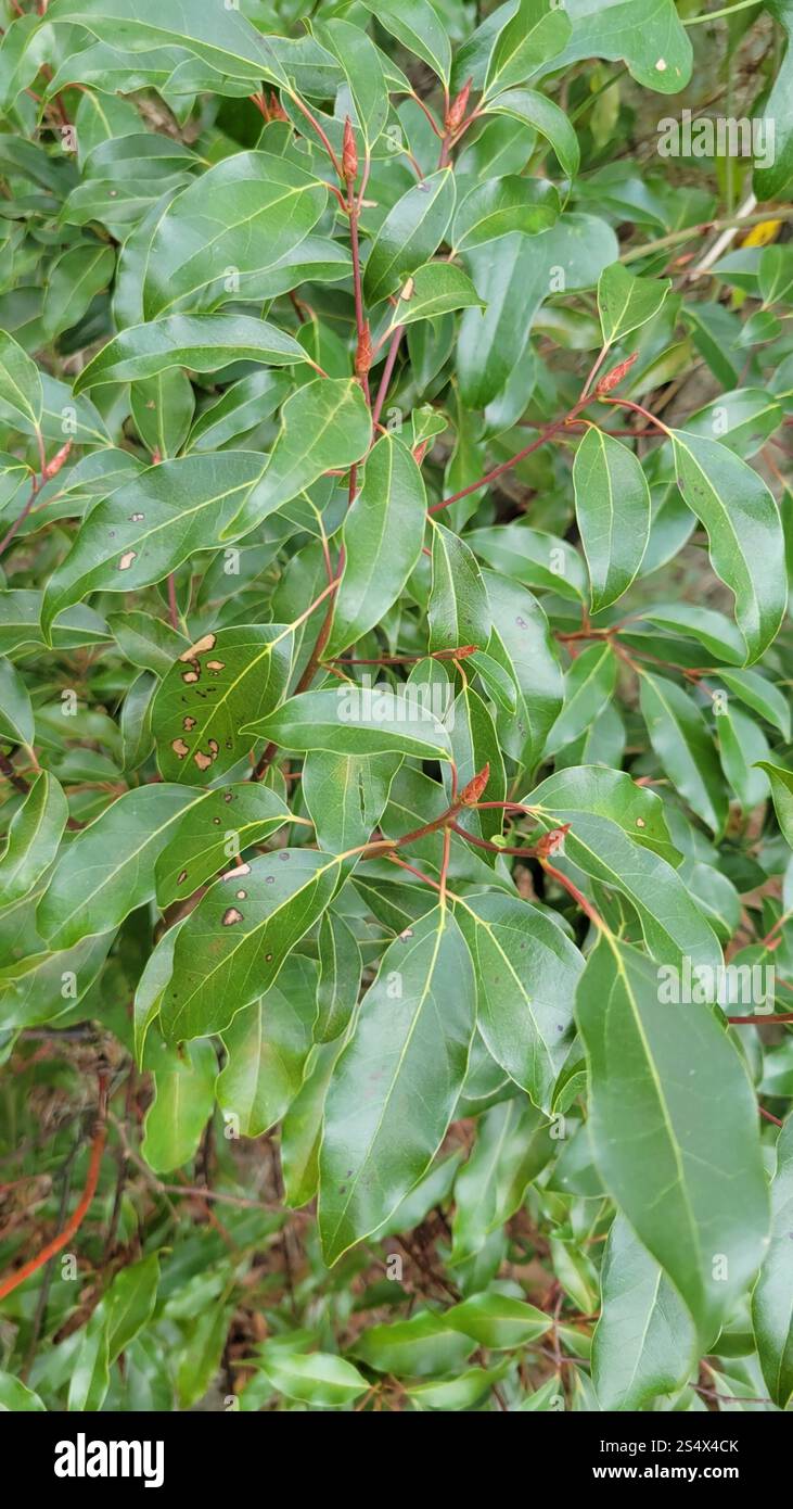 Camphor (Camphora officinarum Stock Photo - Alamy