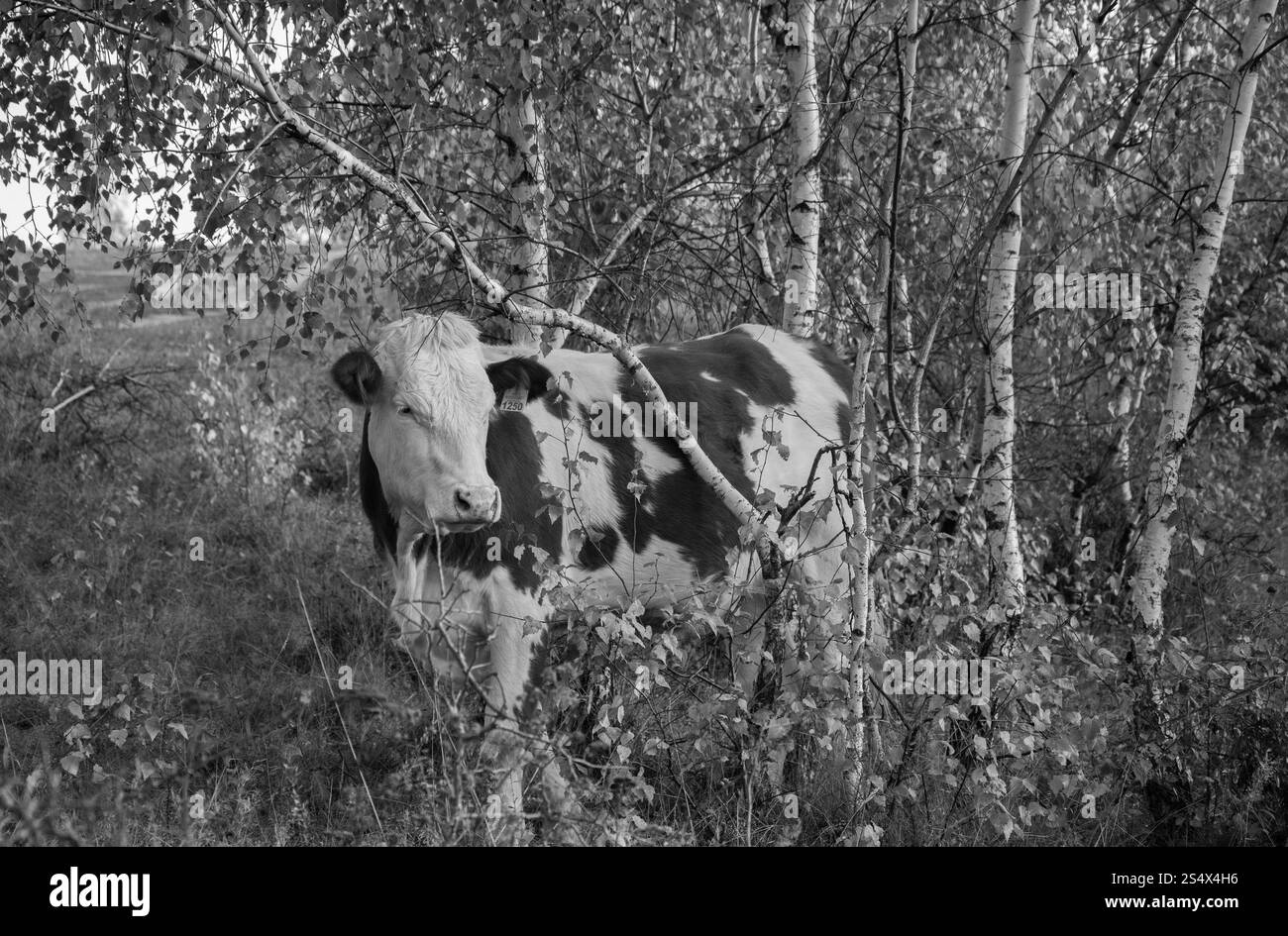 Cows in countryside from Black and White Stock Photos & Images - Alamy