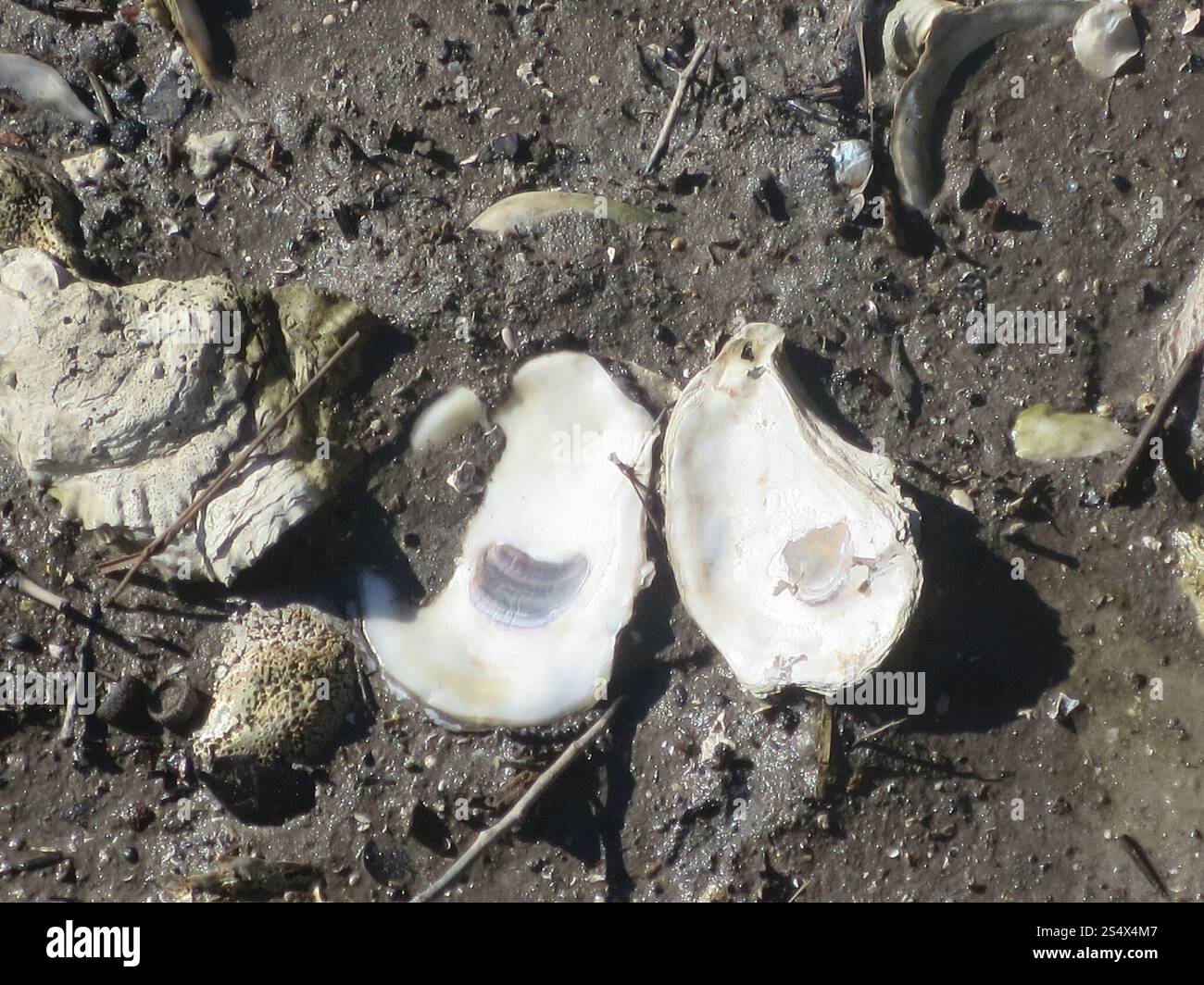 Eastern Oyster (Crassostrea virginica Stock Photo - Alamy