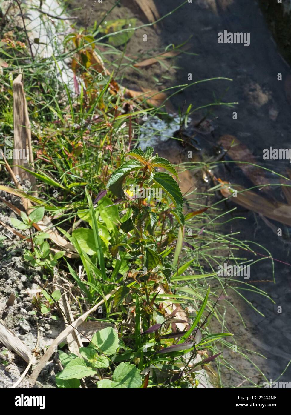 Asian Copperleaf (Acalypha australis Stock Photo - Alamy