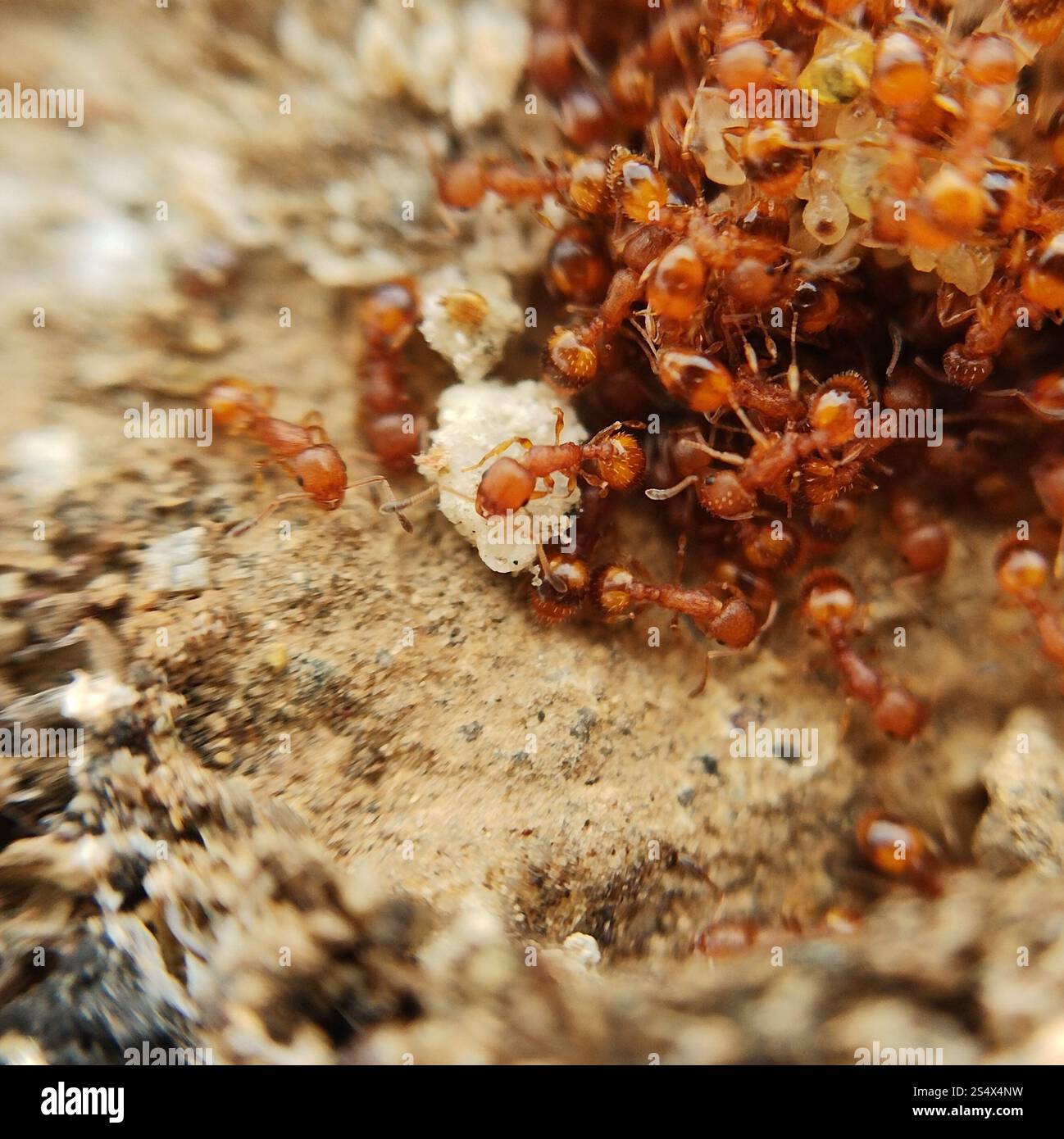 Acorn Ants and Allies (Temnothorax Stock Photo - Alamy