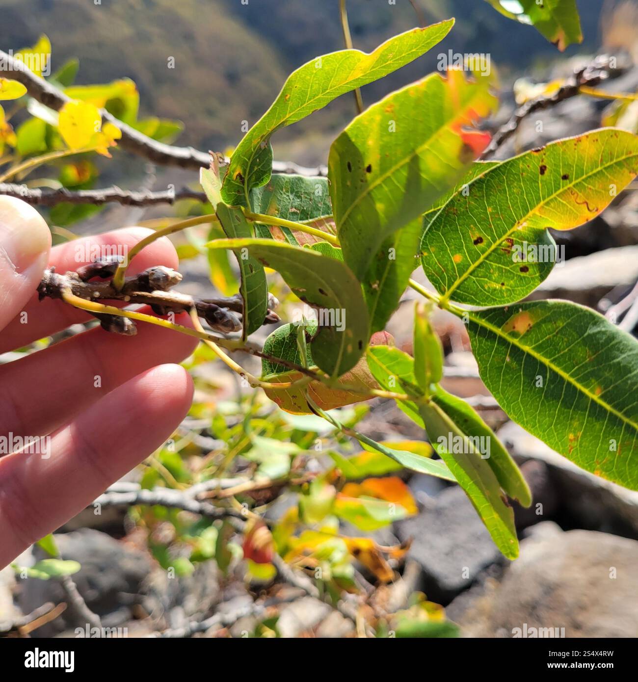 Mount Atlas mastic tree (Pistacia atlantica Stock Photo - Alamy
