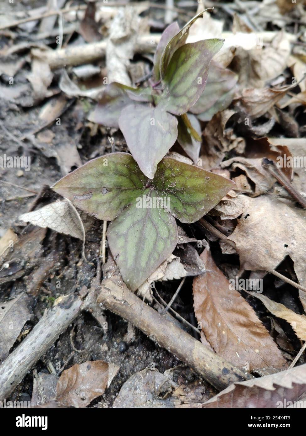 sharp-lobed hepatica (Hepatica acutiloba Stock Photo - Alamy