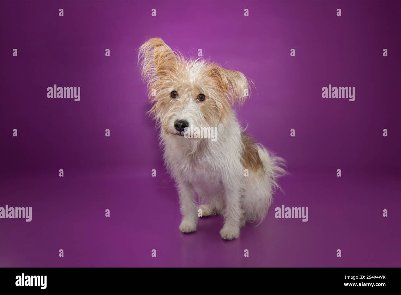 Solid colored dog hi-res stock photography and images - Alamy