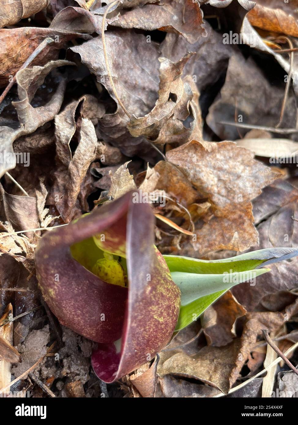 Eastern Skunk Cabbage (Symplocarpus foetidus Stock Photo - Alamy