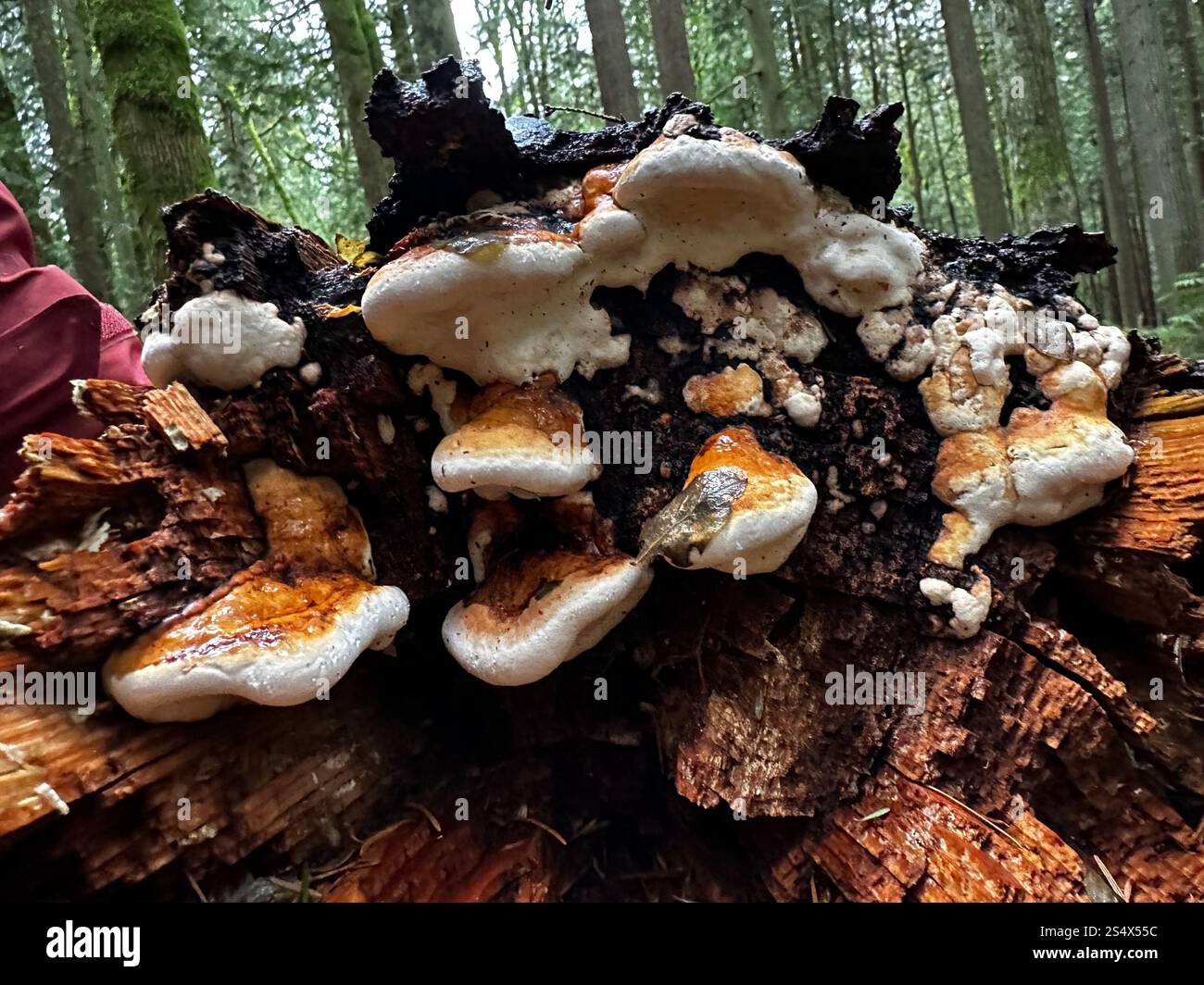 Northern Red Belt (Fomitopsis mounceae Stock Photo - Alamy