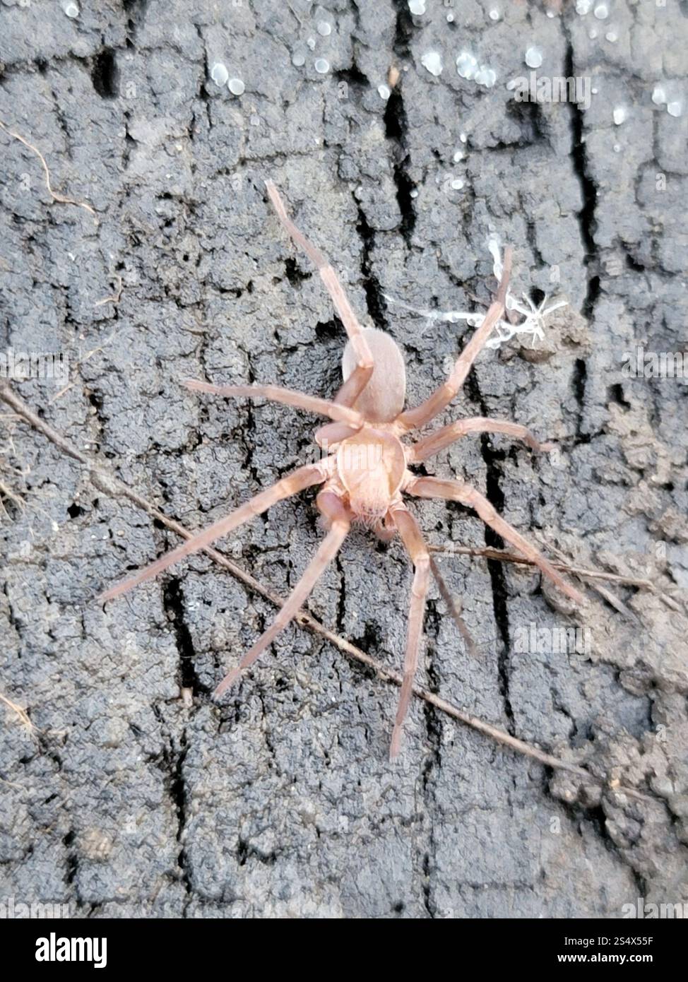 Rocky Canyon Spiders (Titiotus Stock Photo - Alamy