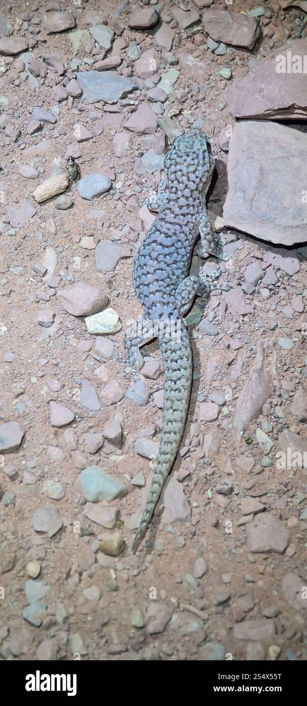 Southern Rock Dtella (Gehyra lazelli Stock Photo - Alamy