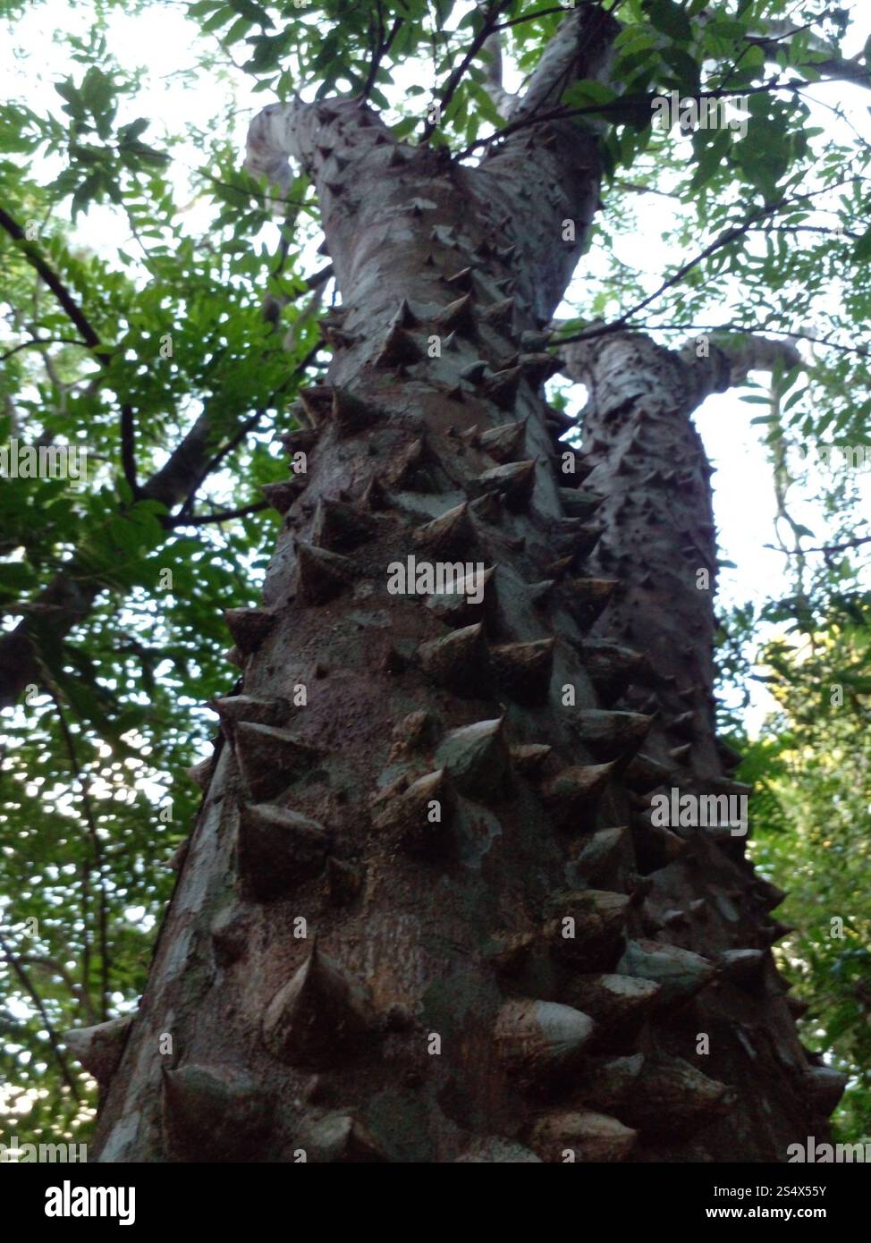 Zanthoxylum rhoifolium hi-res stock photography and images - Alamy