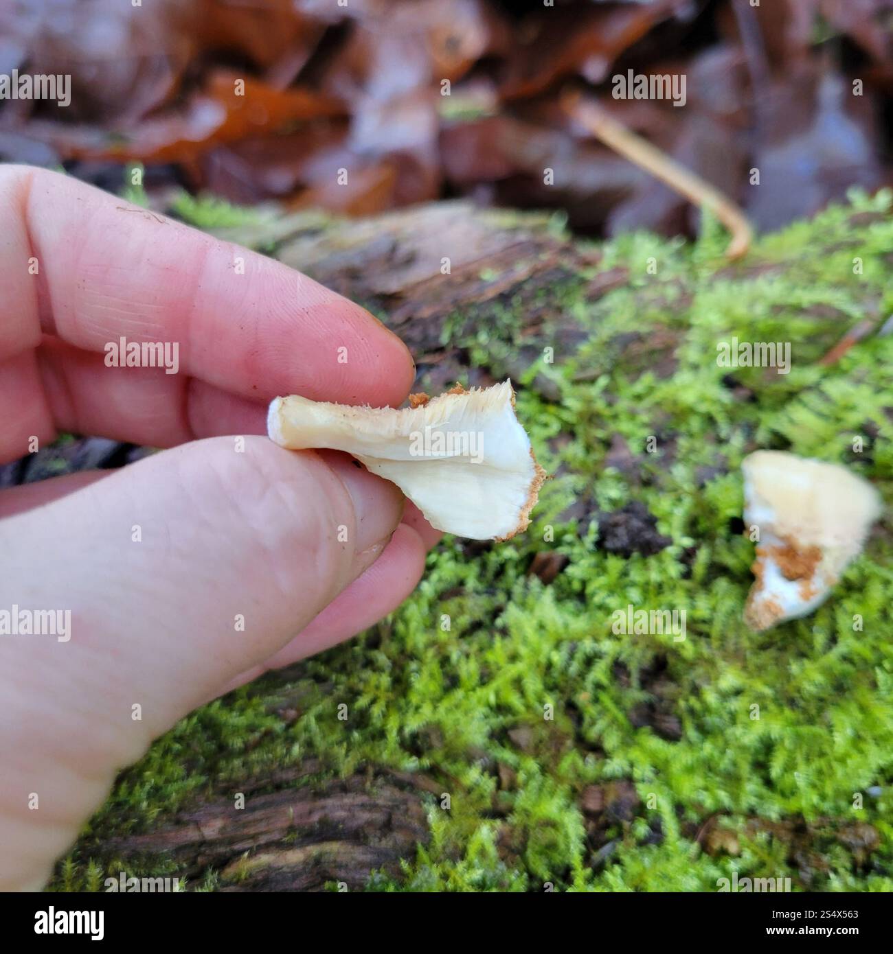 brown-staining cheese polypore (Fuscopostia fragilis Stock Photo - Alamy