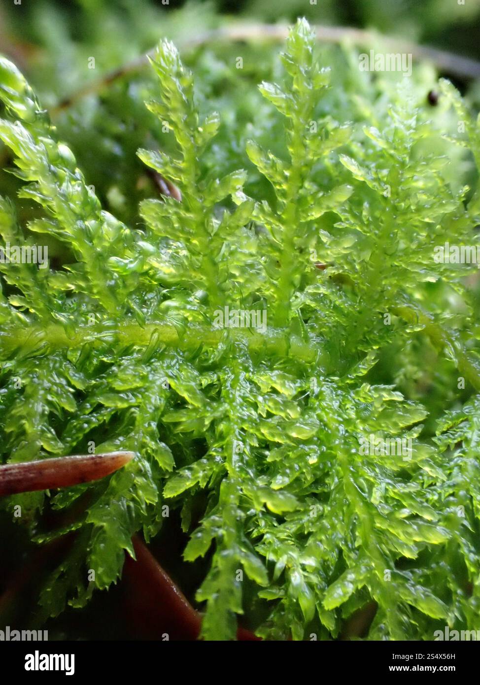 Common Tamarisk-moss (Thuidium tamariscinum Stock Photo - Alamy