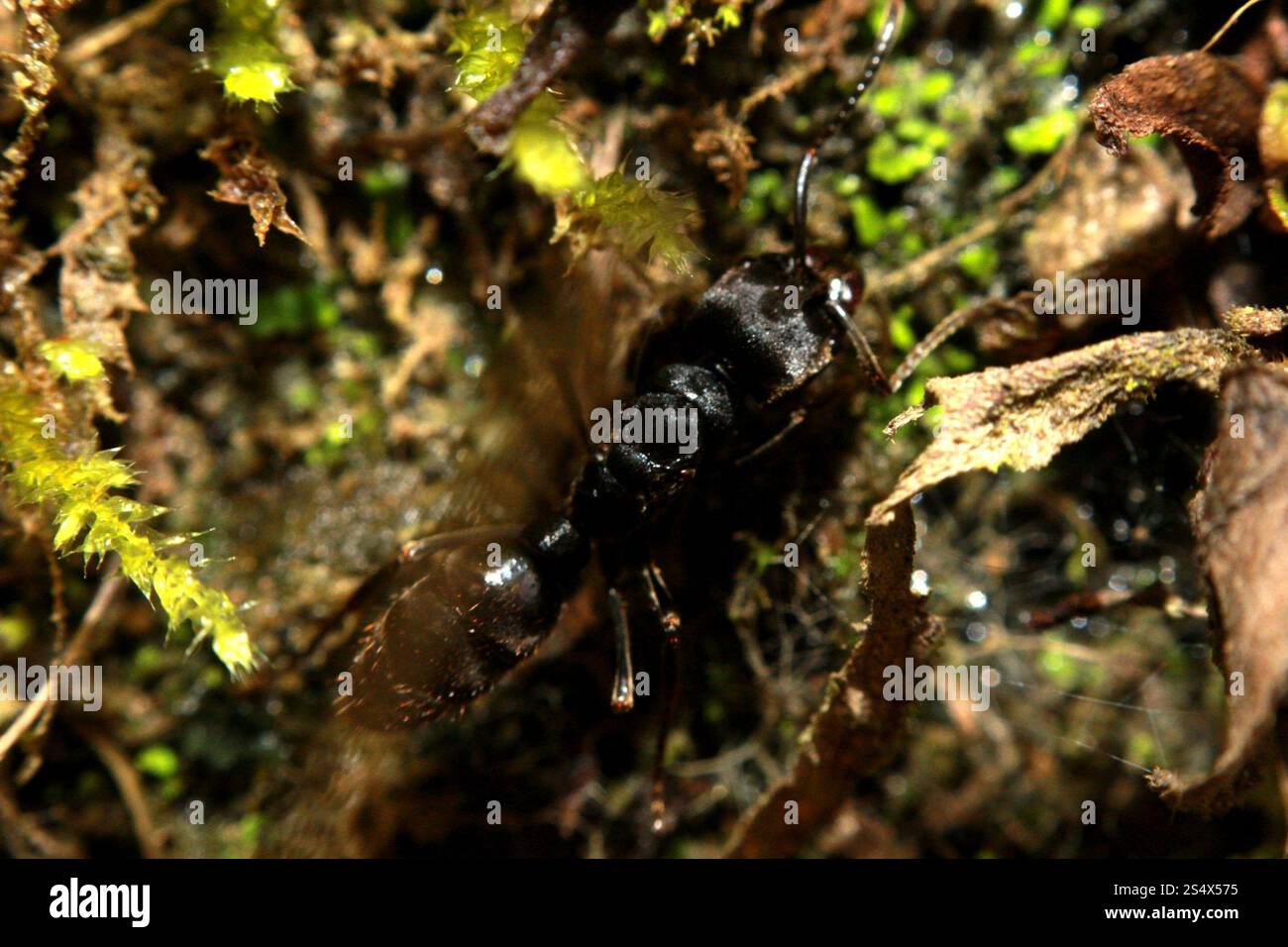Pachycondyla Panther Ants (Pachycondyla Stock Photo - Alamy