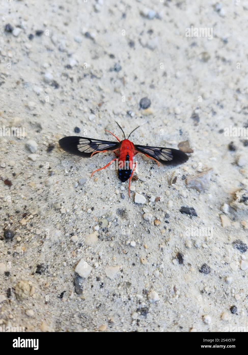 Scarlet-bodied Wasp Moth (Cosmosoma myrodora Stock Photo - Alamy