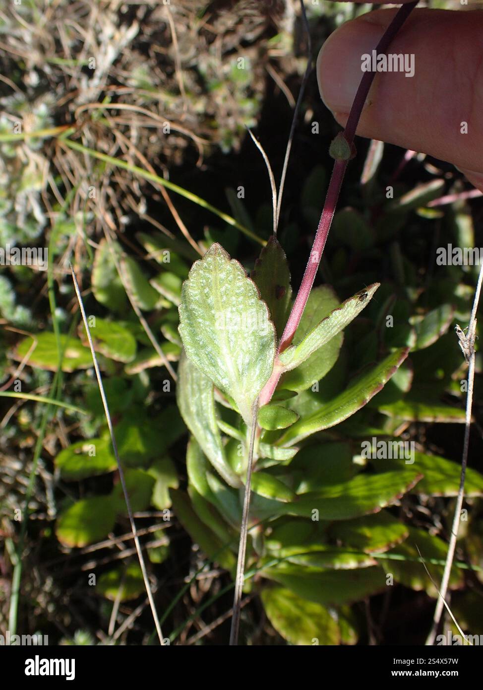 Vicks Plant (Coleus hadiensis Stock Photo - Alamy