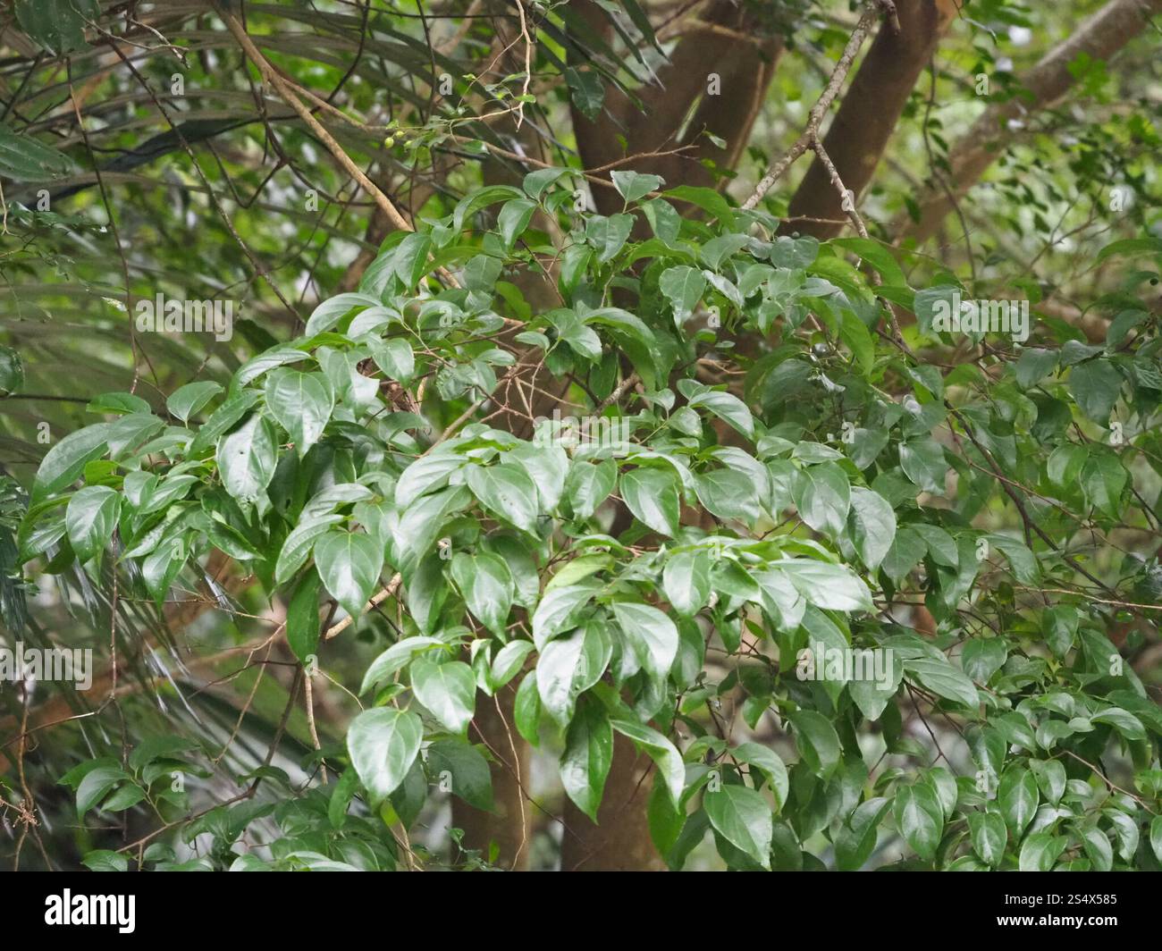 Nilgiri elm (Celtis tetrandra Stock Photo - Alamy